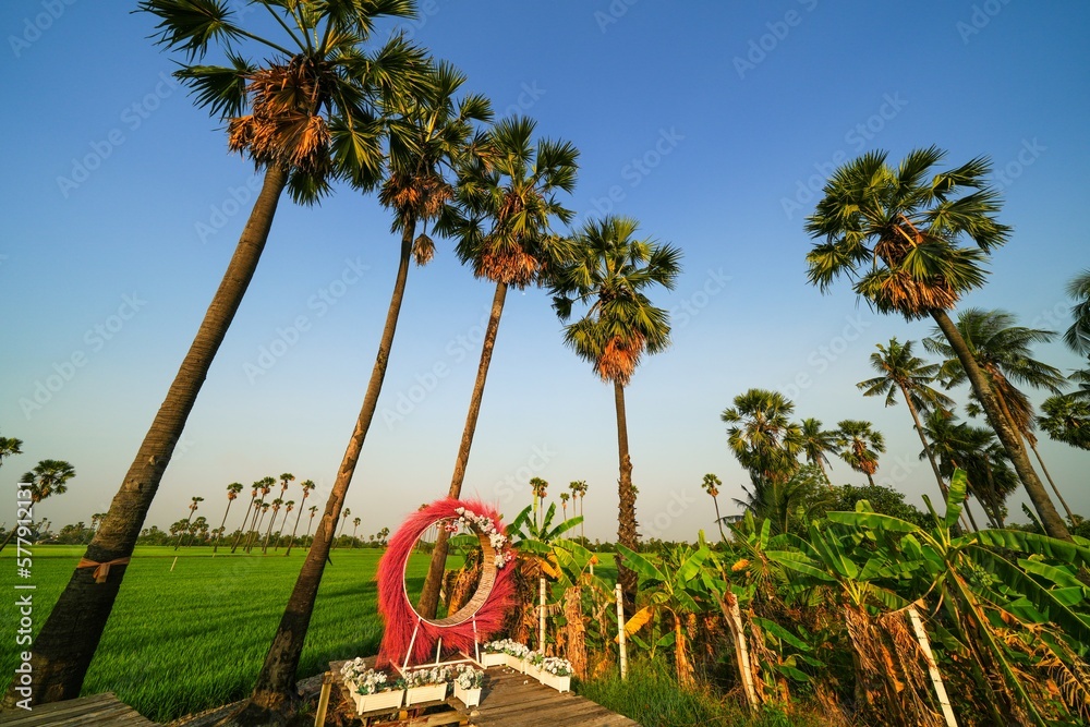 Views of tall palm trees abound in the green fields. at Sam Khok ...