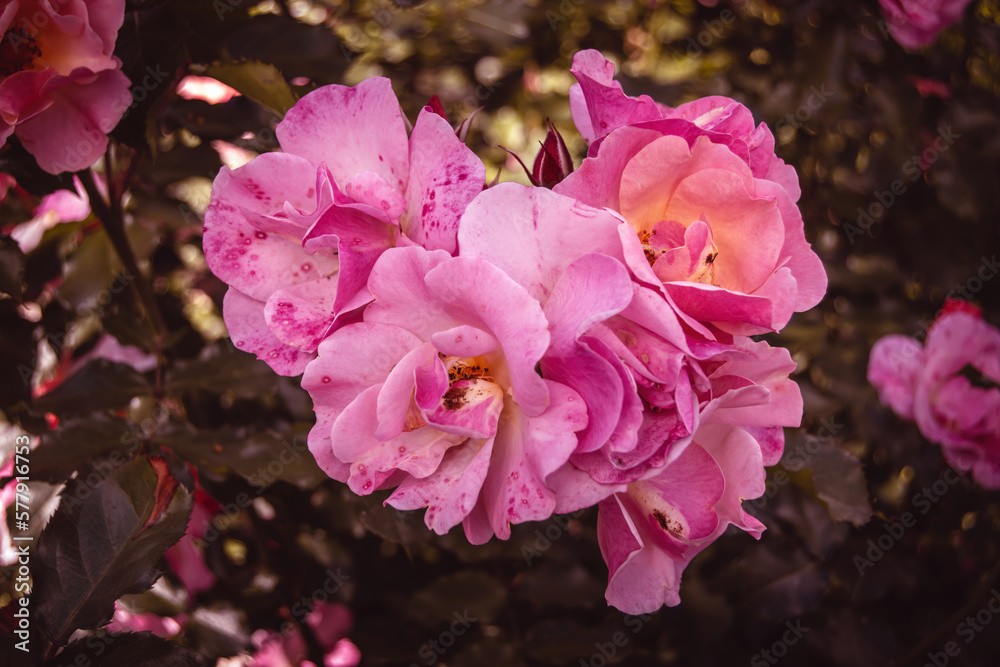 Rose Jazz, delicate beautiful pink rose. Exciting play of colors ...