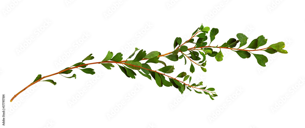 Twigs with small green leaves isolated on white or transparent ...