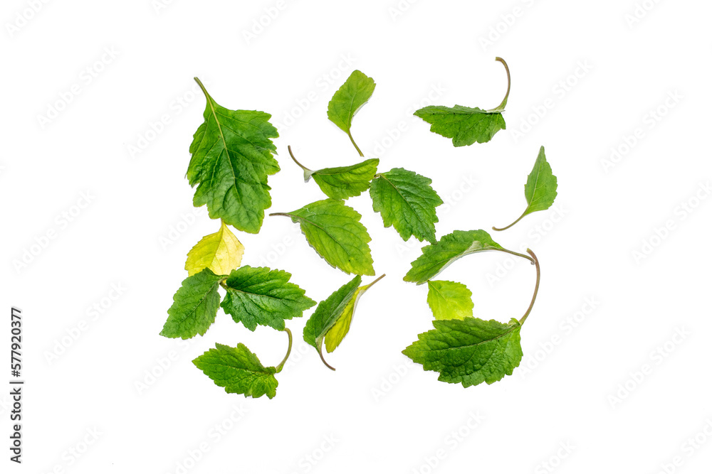 Patchouli leaf oil ingredient on white background isolated Stock Photo ...