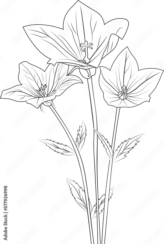 Cute flower coloring pages, bellflower drawing, Sketch bell flower ...