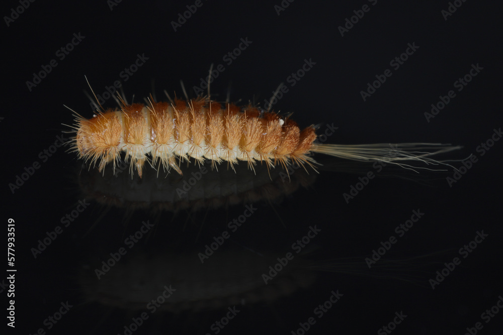 Larva, larvae of carpet beetle Anthrenus, Trogoderma, Attagenus ...