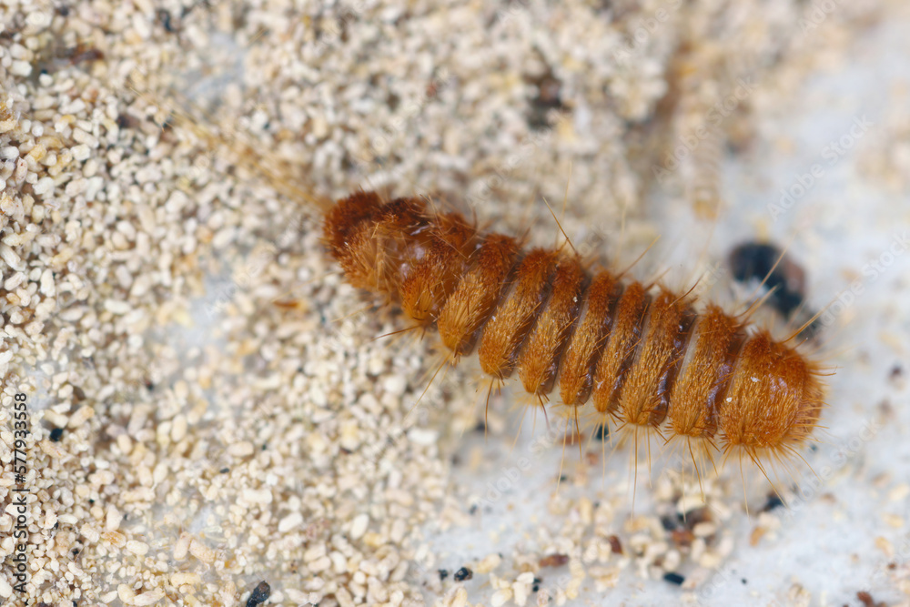 Larva, larvae of carpet beetle Anthrenus, Trogoderma, Attagenus ...