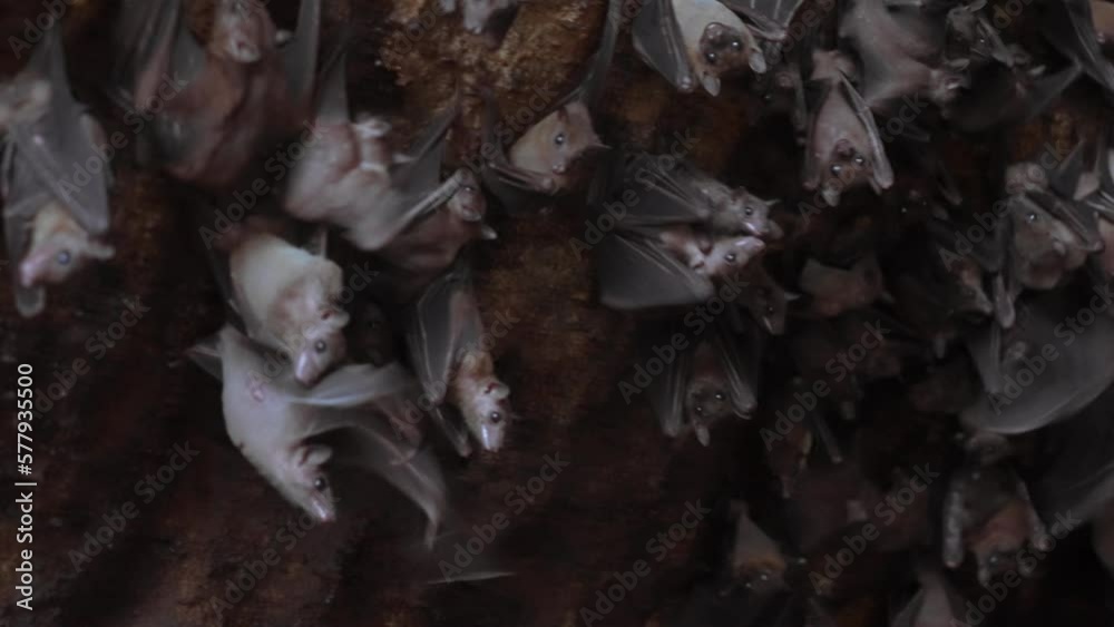 Bats hanging on brown stone wall of cave and flying out of frame. Life ...