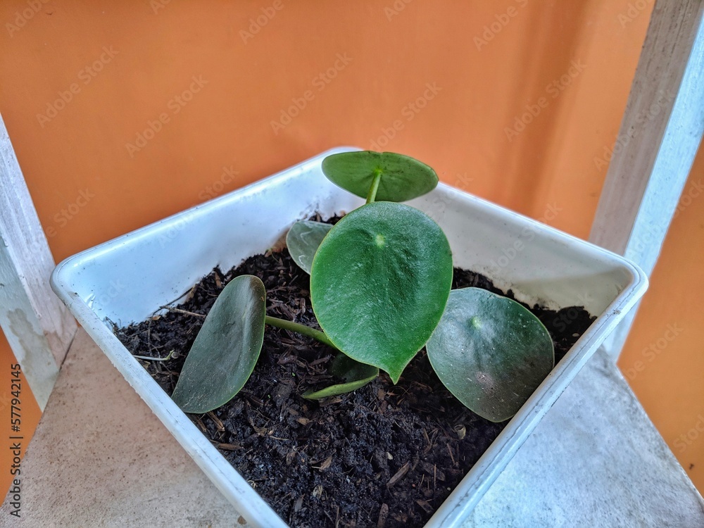 Chinese money plant or Pilea peperomioides, ufo plant, pancake plant ...