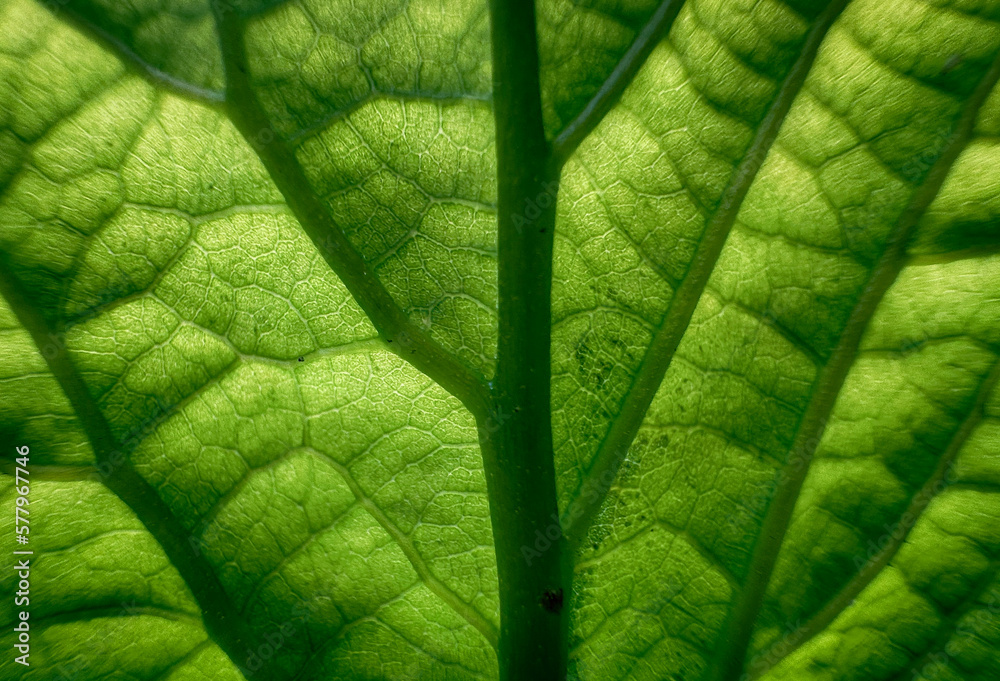 Leaf texture macro photography Stock Photo | Adobe Stock