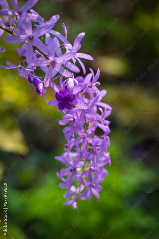 Queen's Wreath, Purple Wreath, Sandpaper vine, or Petrea Volubilis L in ...