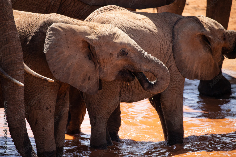 A herd of elephants at a waterhole in Kenya with the famous red soil ...