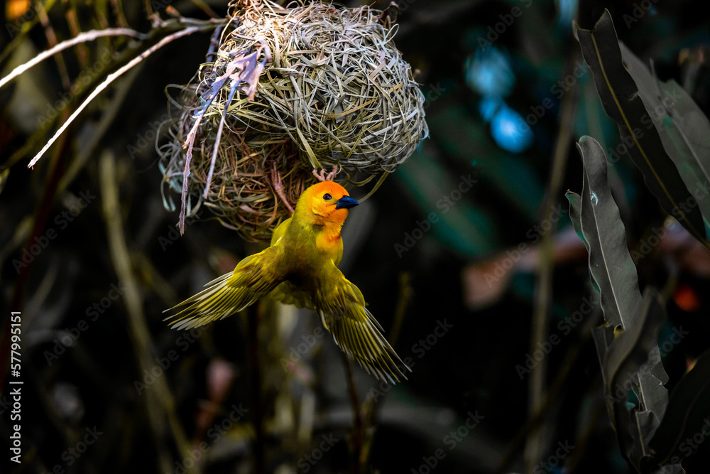 The weaver birds (Ploceidae) from Africa, also known as Widah finches ...