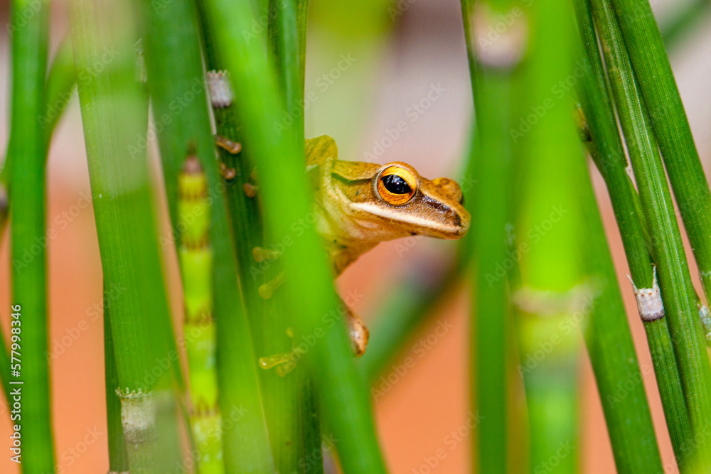 Foto de common tree frog, four-lined tree frog, golden tree frog or ...
