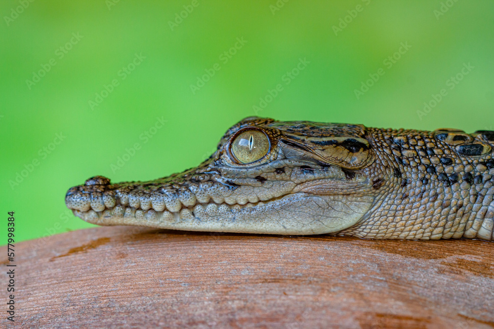 The baby saltwater crocodile (Crocodylus porosus) is a crocodilian ...