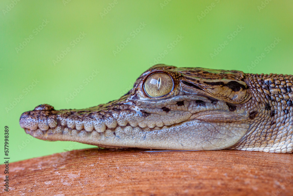 The baby saltwater crocodile (Crocodylus porosus) is a crocodilian ...