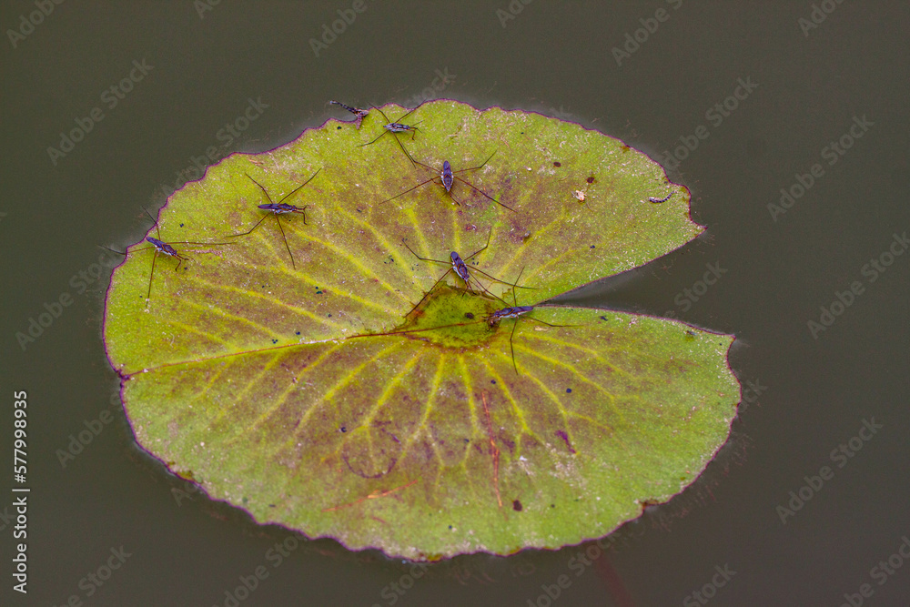 The water strider (also known as the pond skater) is a true bug, an ...
