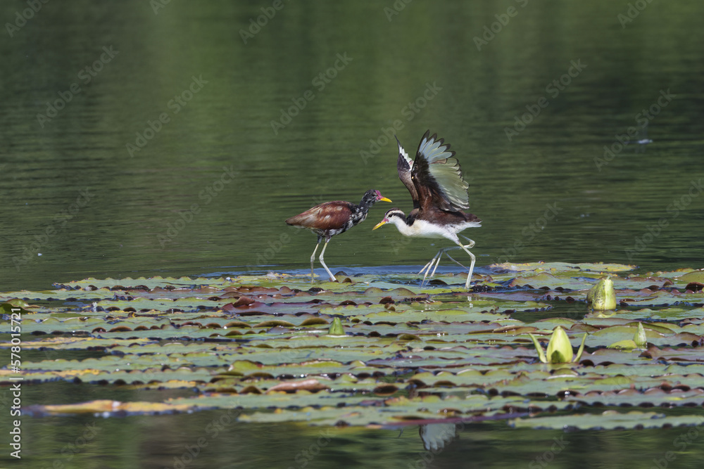 Juvenile Wattled Jacanas (Jacana jacana) walking on waterlilies leaves ...