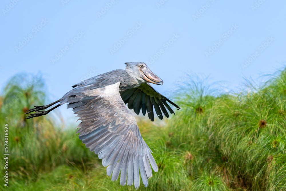 Shoebill stork in uganda Mabamba in flight Stock Photo | Adobe Stock