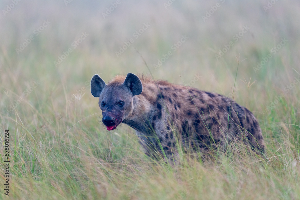 Foto de Hyena with bloody mouth in Ishasha in Queen Elizabeth national ...