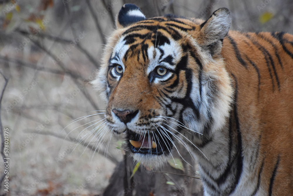 The close up of the head and face of a wild male Royal Bengal Tiger in ...
