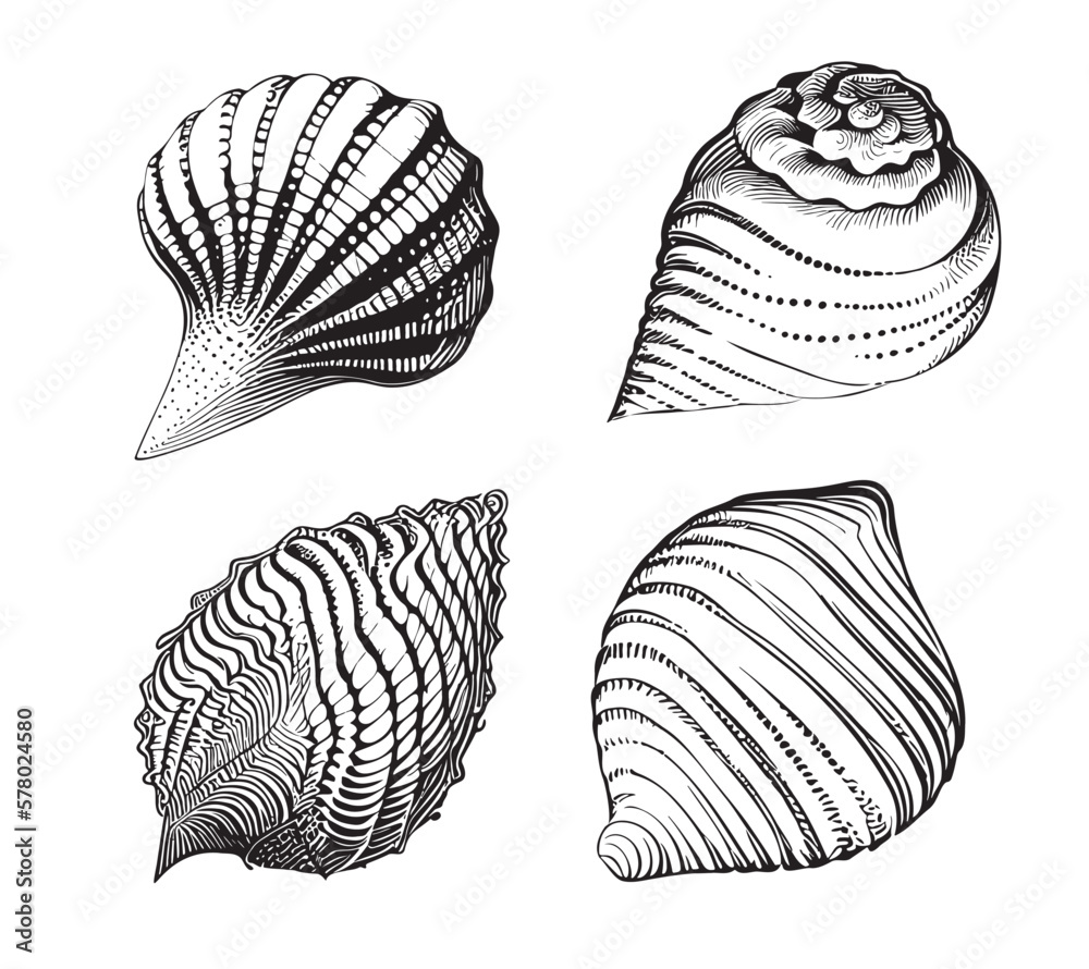 Seashell set hand drawn sketch illustration Sea animals Stock Vector ...