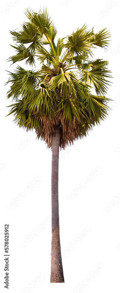 PNG file palm tree transparent background cut out from original ...