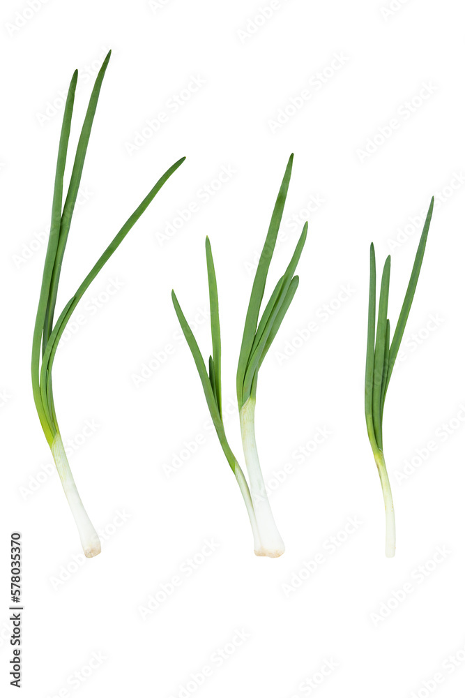 Young green onion isolated on white background with clipping path. Full ...