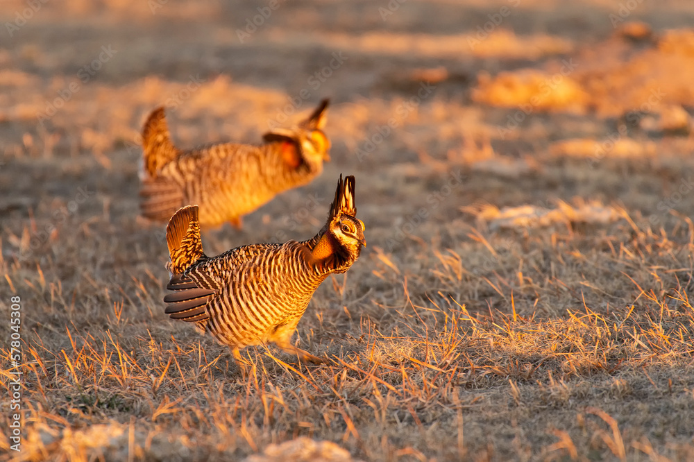 Greater prairie chicken or pinnated grouse (Tympanuchus cupido) dancing ...