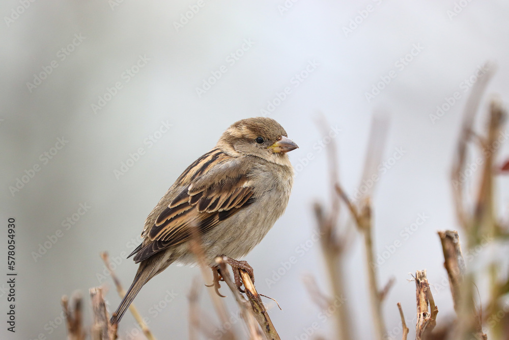Sparrow bird perched on tree branch. House sparrow female songbird ...