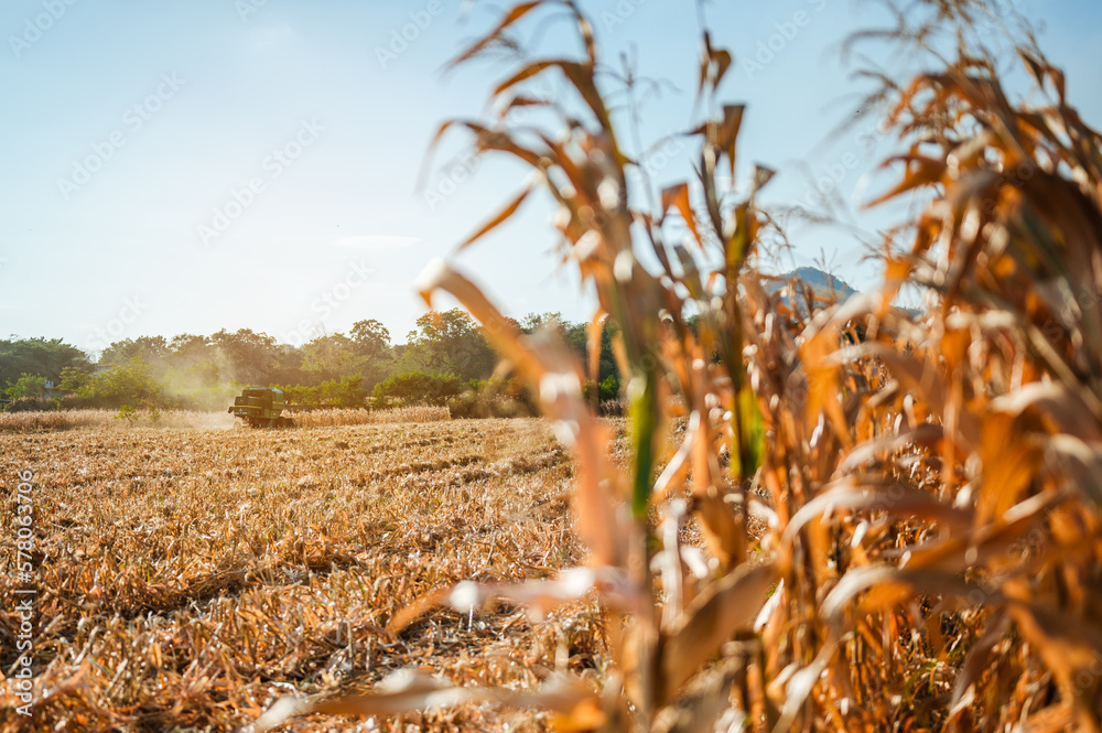 Ripe and dry corn stalks close up. End of season field with golden corn ...