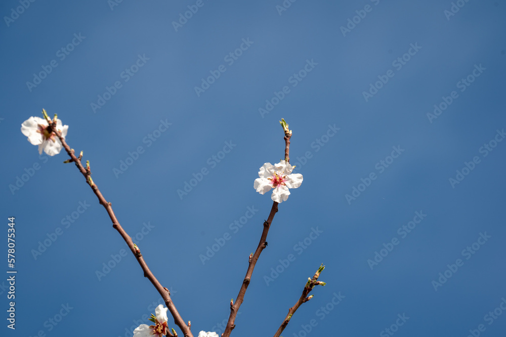 2023 Spring is coming! Beautiful blossoms shot on Sony A7C and Tamron ...