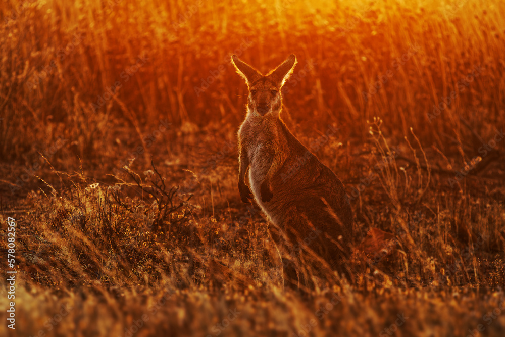 Foto de Common Wallaroo - Osphranter robustus also called euro or hill ...