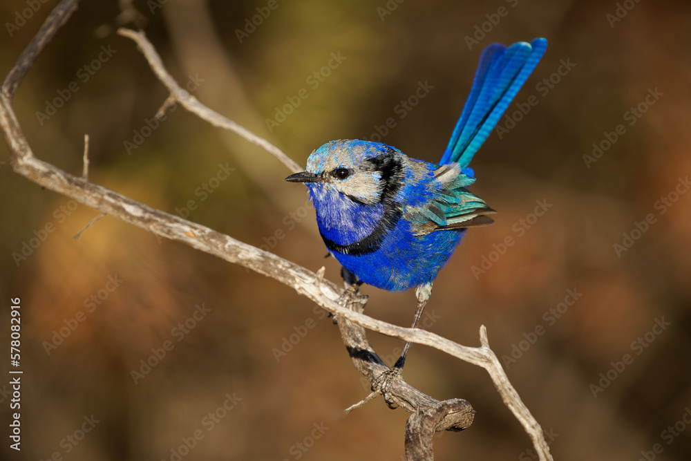 Male of Splendid Fairywren - Malurus splendens passerine bird in ...