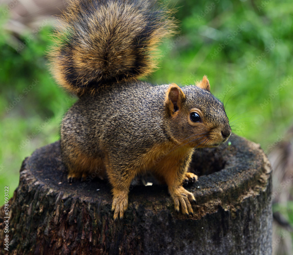 Fox squirrel (Sciurus niger) also known as the eastern fox squirrel or ...