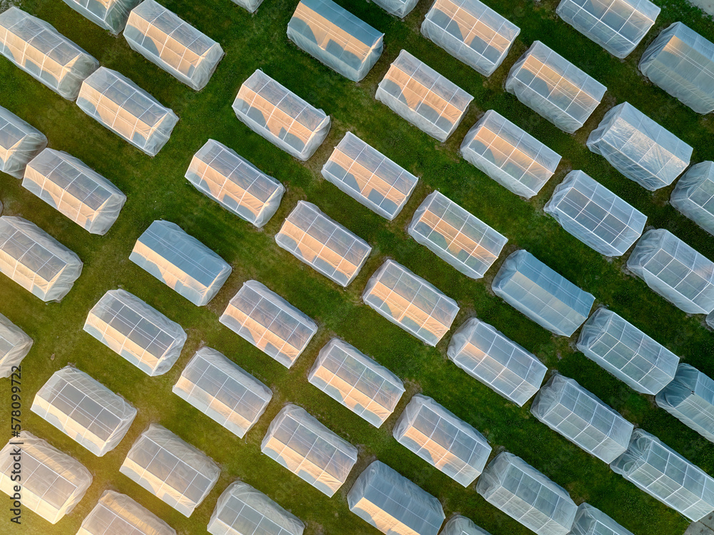 Foto de Botanical Research Station: Vertical, view of diagonal Rows of ...