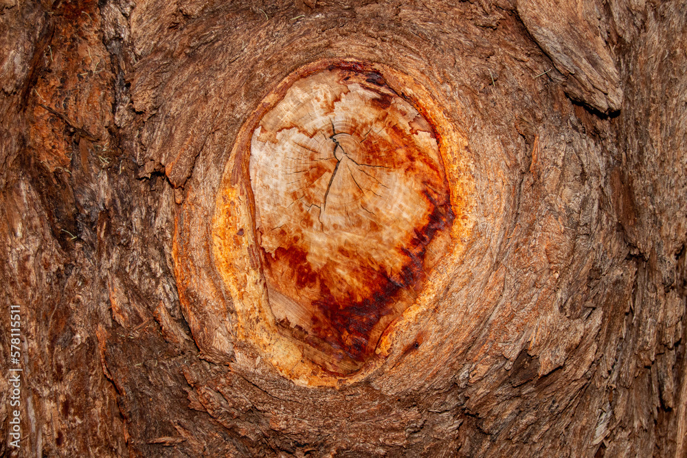 Foto de Herida en tronco de árbol por rama cortada, do Stock | Adobe Stock