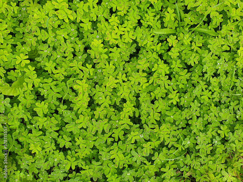 Tapiz natural de agrillo, marsilea cuadrifolia o trébol de agua con ...
