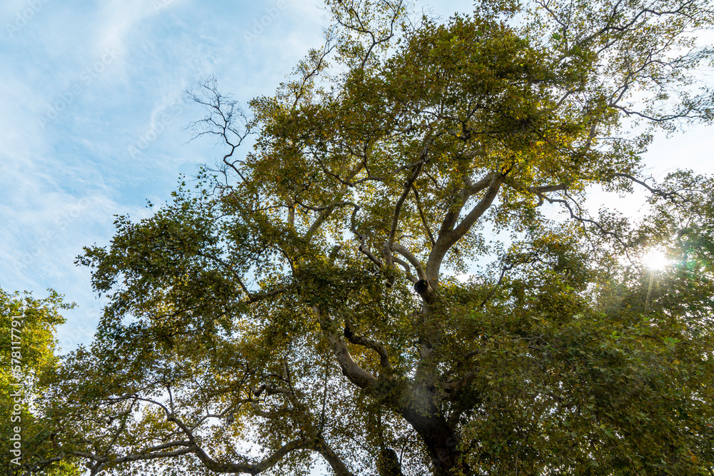 Top of the 3,000-year-old holy Moses tree with blue sky on the ...