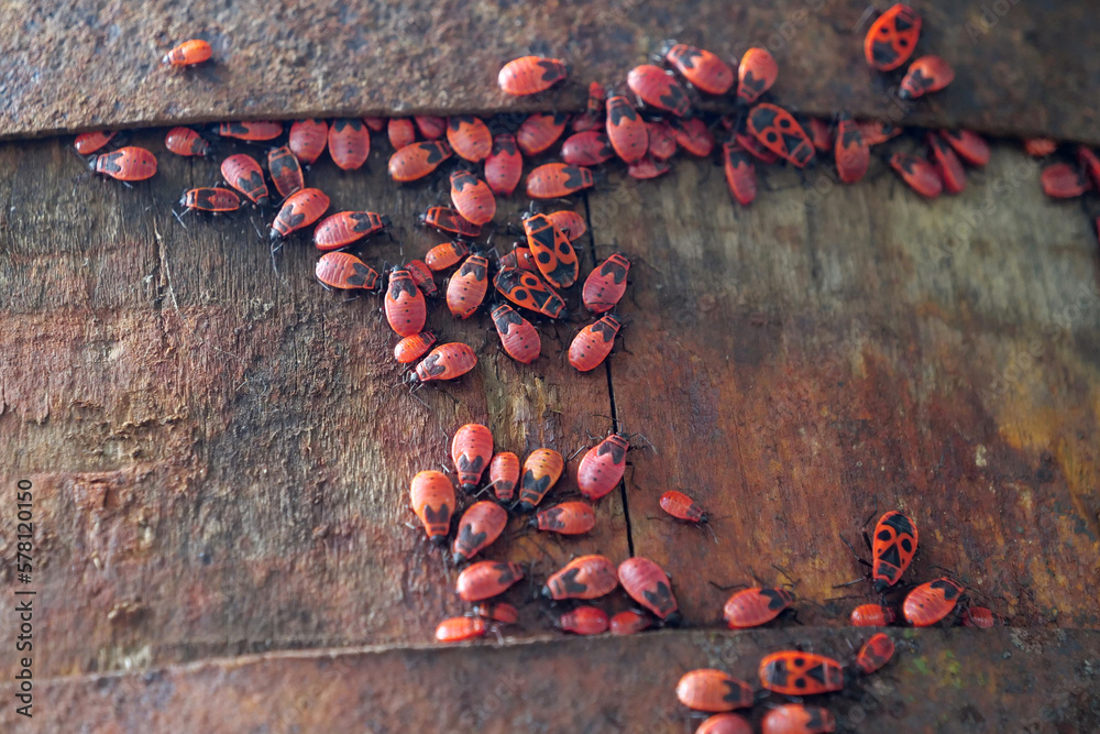 Firebugs, Pyrrhocoris apterus, is a common insect of family ...