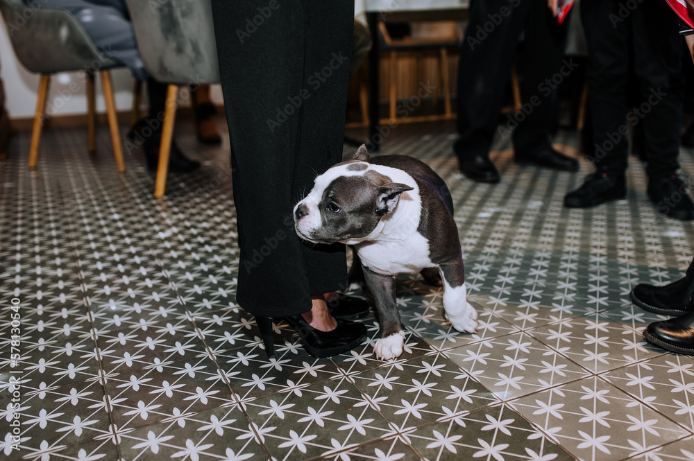Lonely, sad puppy, dog breed English Staffordshire Terrier, sits ...