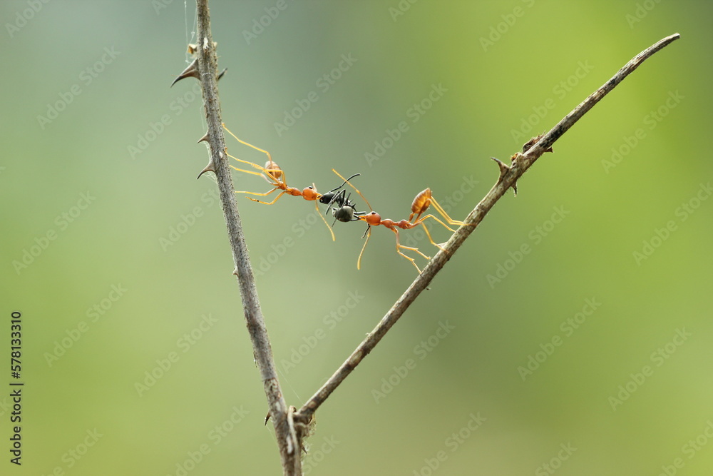 red ants, two red ants eating black ant carcasses Stock Photo | Adobe Stock