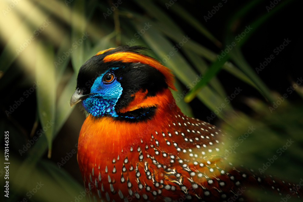 Portrait of temminck's tragopan, Tragopan temminckii. Satyr tragopan in ...
