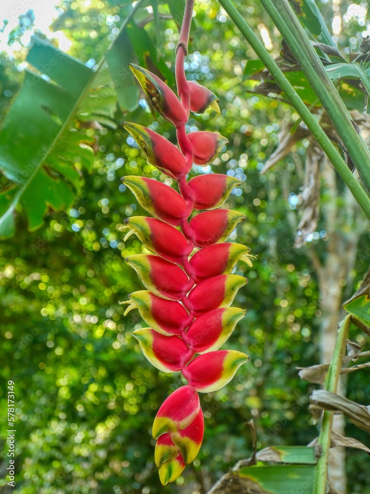 The spectacular Heliconia rostrata, commonly known as the hanging ...