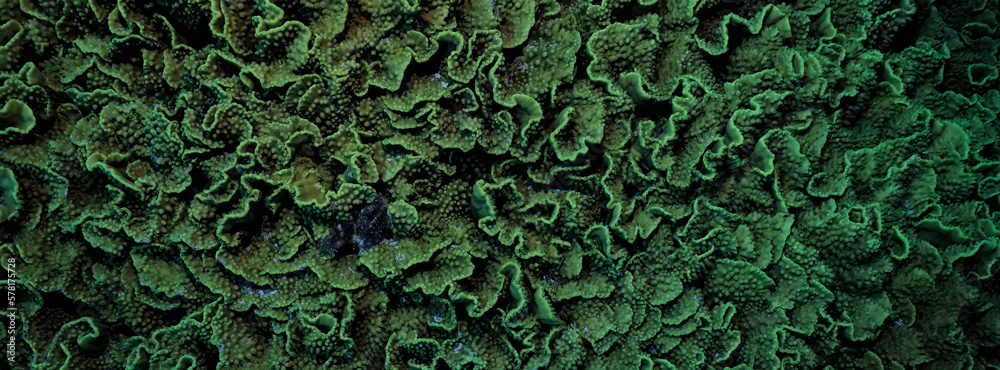 texture coral underwater reef background sea Stock Photo | Adobe Stock