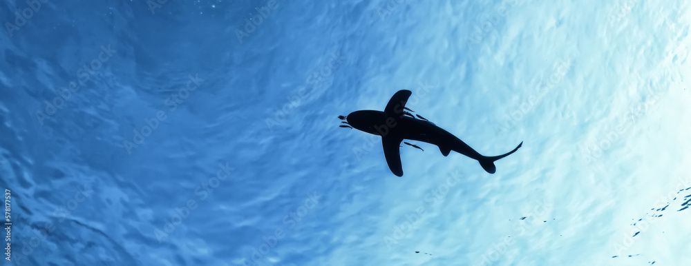 shark view from the depth silhouette, shadow, underwater photo, fear ...