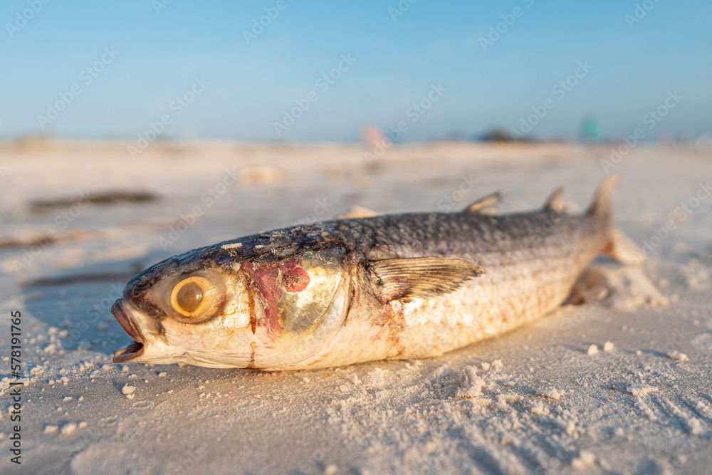 Red Tide. Dead fish on the beach Gulf of Mexico. Florida natural ...