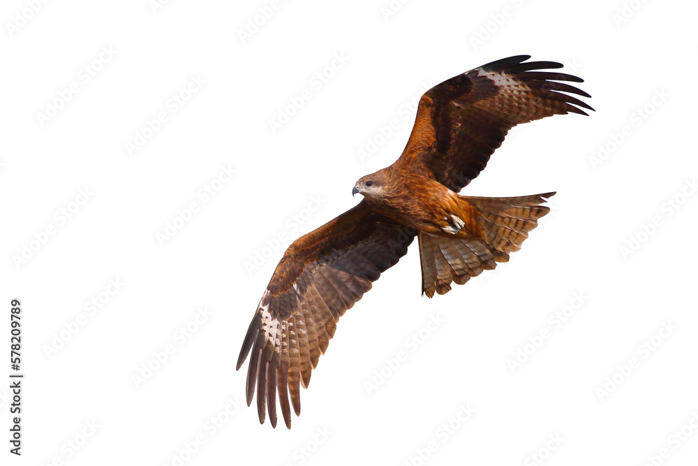 Bird of prey Black kite (Milvus migrans) flying on transparent ...