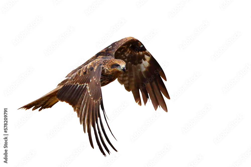 Bird of prey Black kite (Milvus migrans) flying on transparent ...