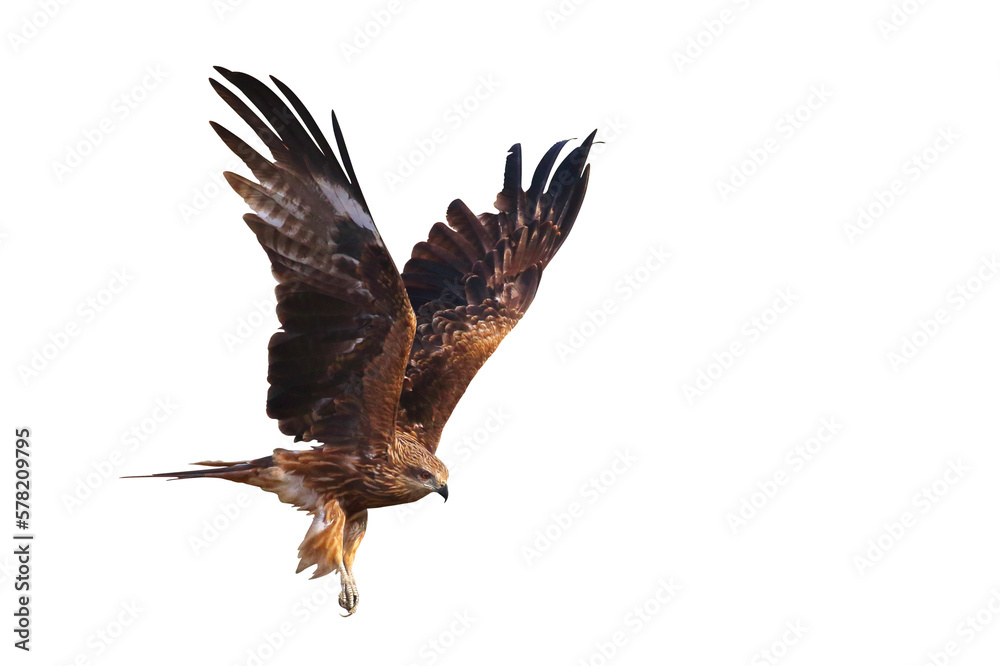 Bird of prey Black kite (Milvus migrans) flying on transparent ...