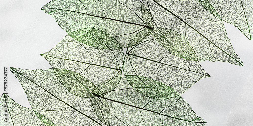 Green skeletonized leaf on soft gray background with sunlight and ...