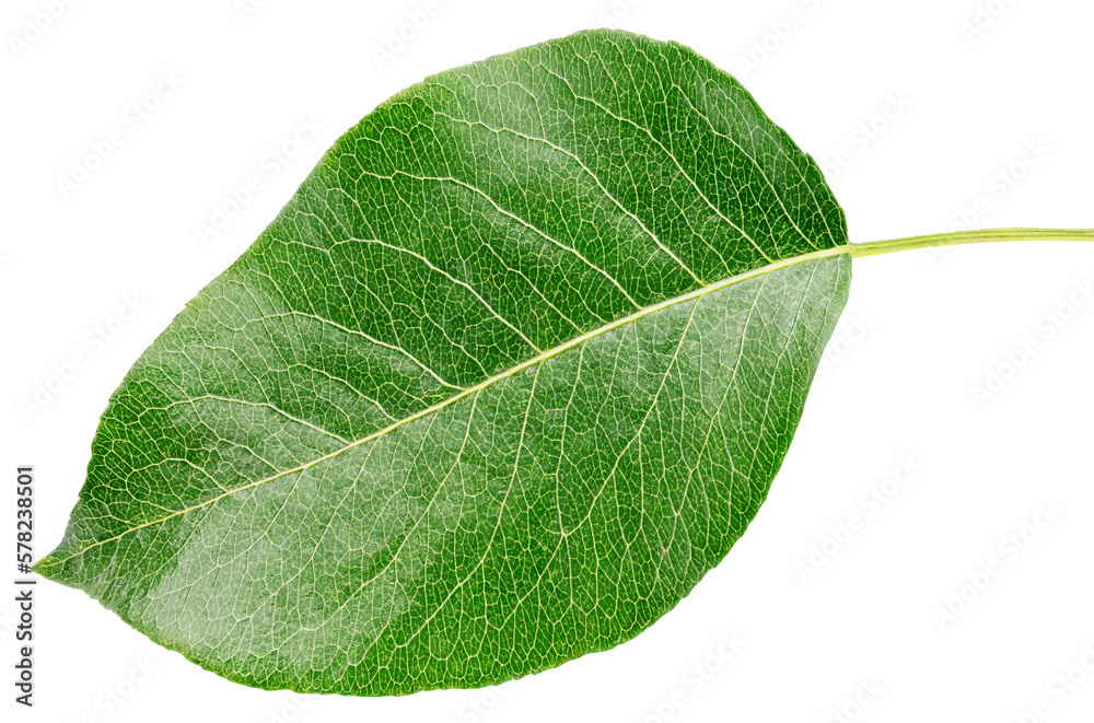 Pear green leaf isolated on transparent background. Full depth of field ...