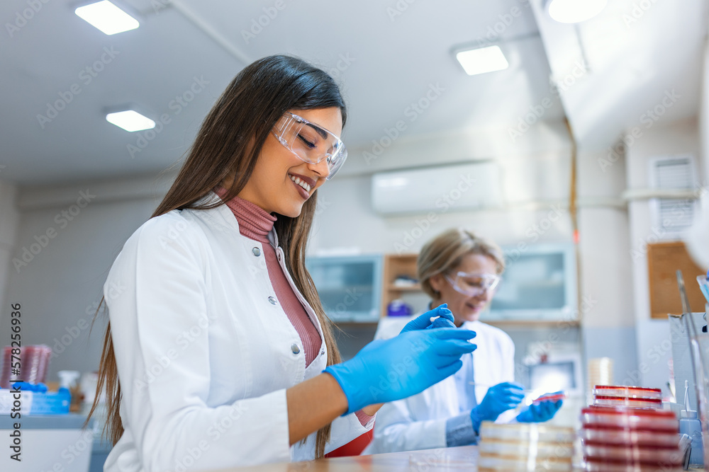 microbiologist hand cultivating a petri dish whit inoculation loops ...
