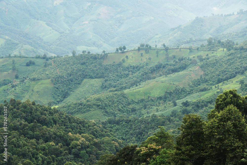 Green Nature isolated with White Misty Fog cover the top of mountain ...